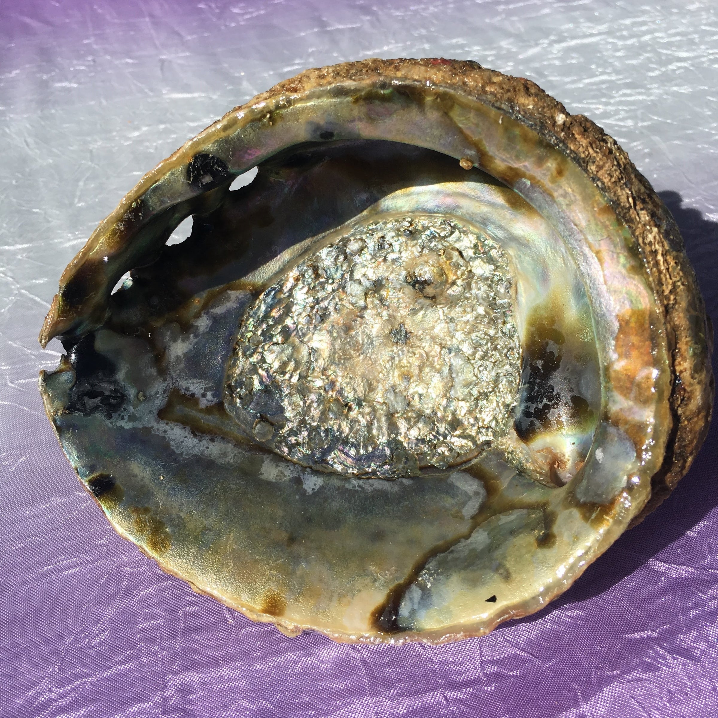 giant abalone shell